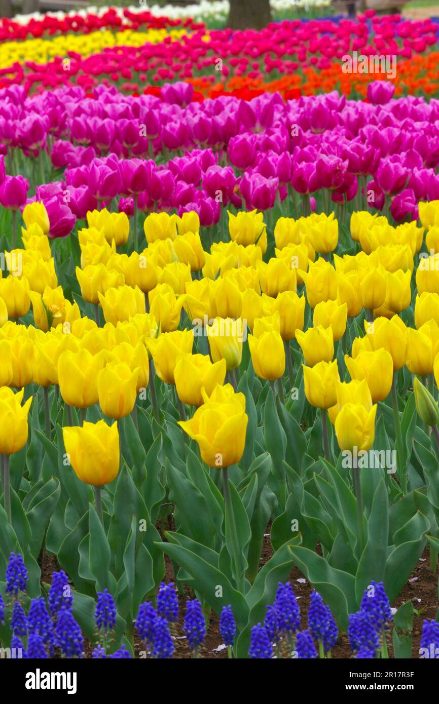 Tulip flower garden Stock Photo - Alamy