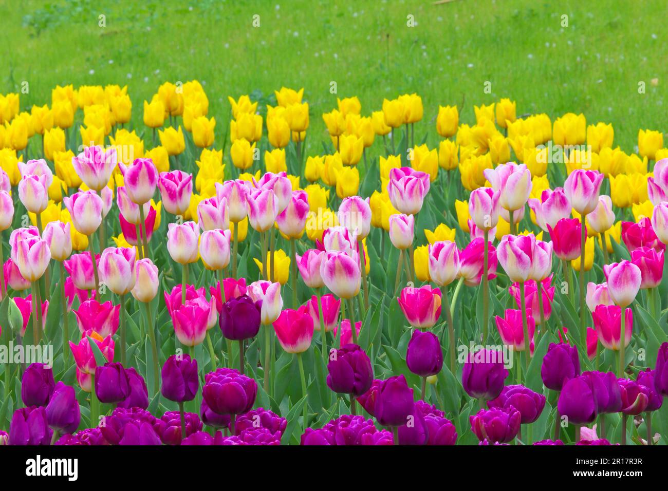 Tulip flower garden Stock Photo - Alamy