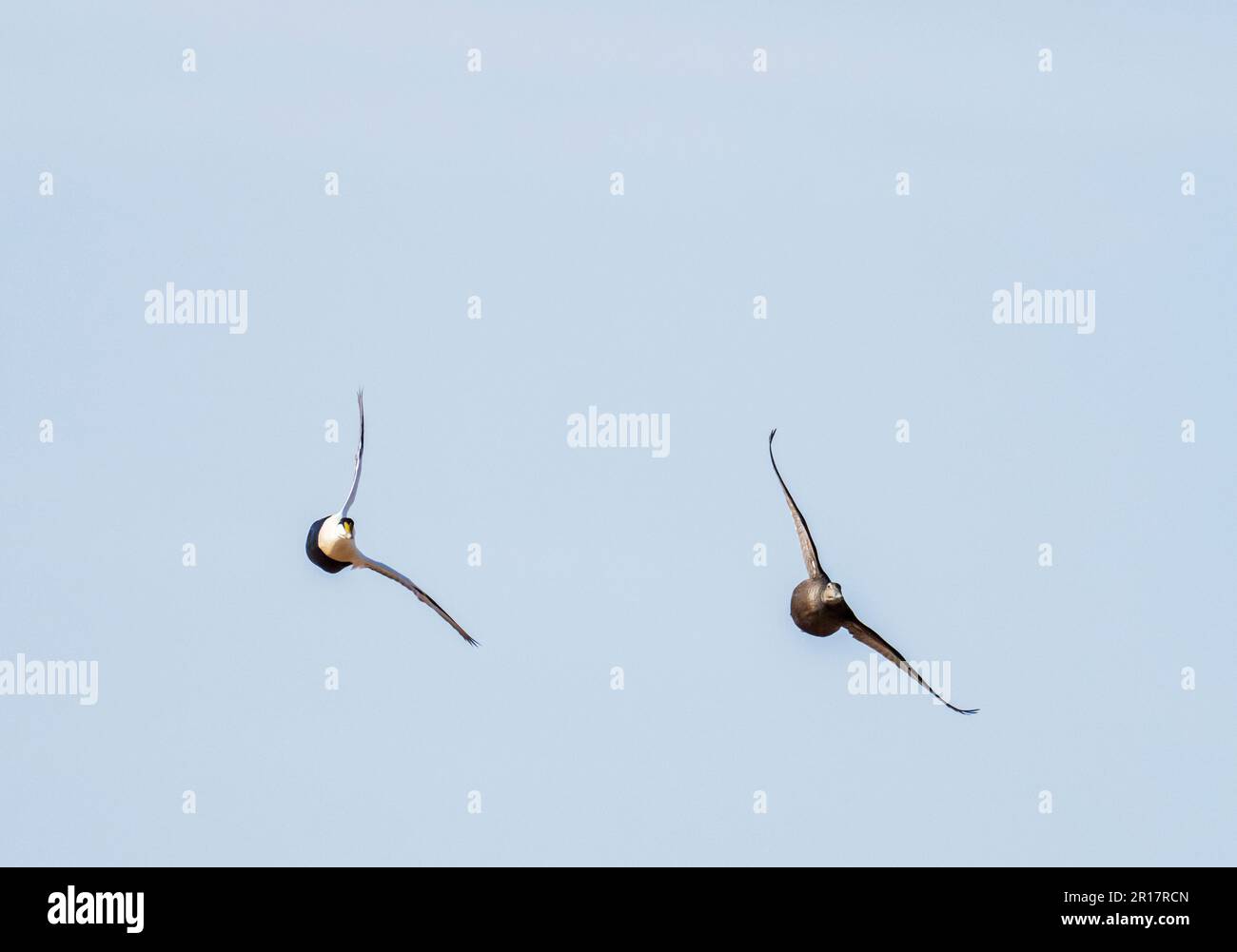 Synchronised flying hi-res stock photography and images - Alamy