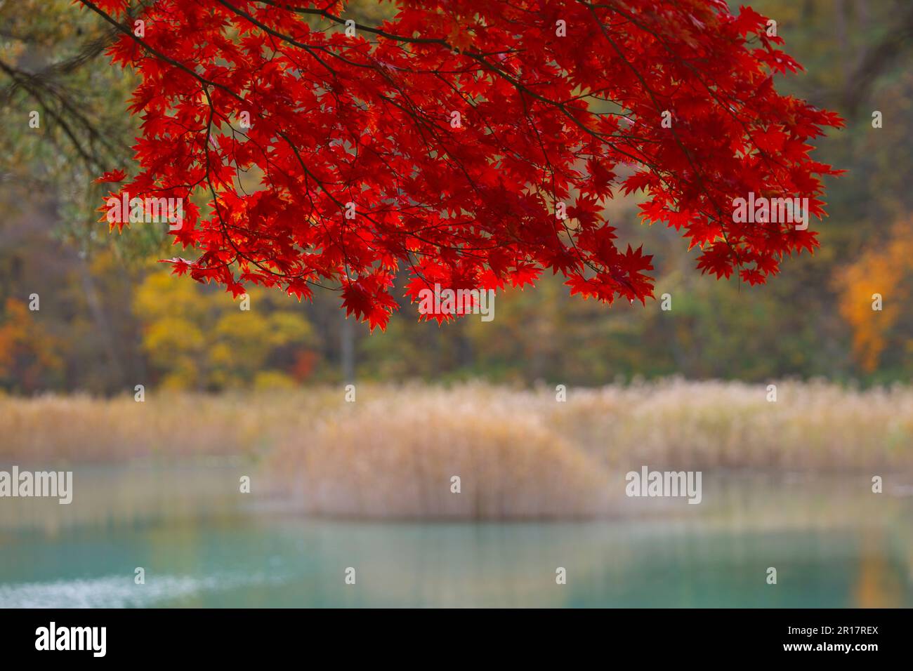 Swamp maple hi-res stock photography and images - Alamy