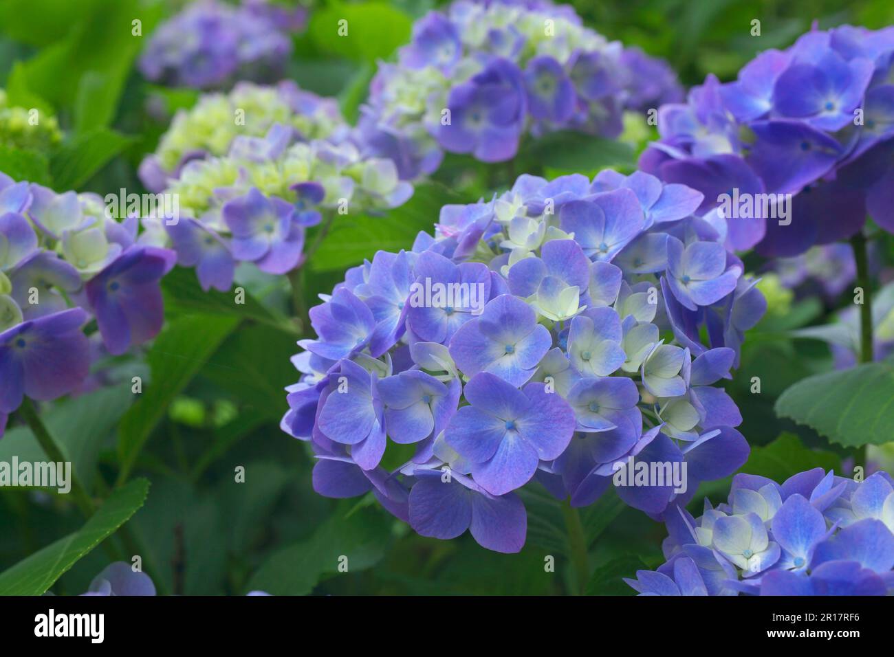 Hydrangea tokyo hi-res stock photography and images - Alamy