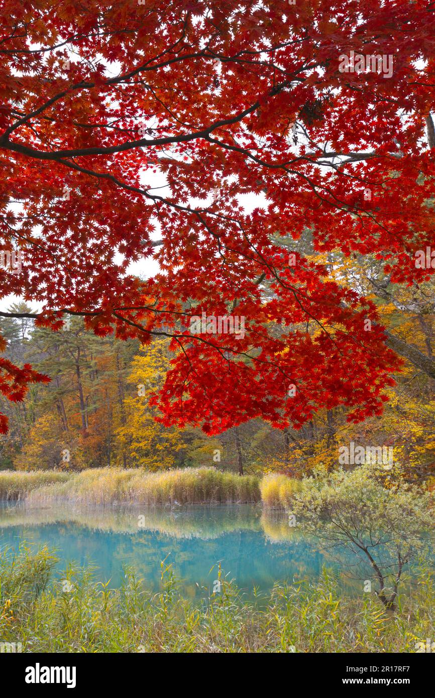 Autumn colored maple leaves at Ruri Swamp Stock Photo - Alamy