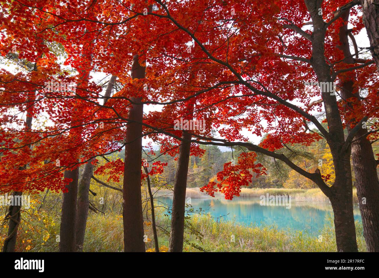 Swamp maple hi-res stock photography and images - Alamy