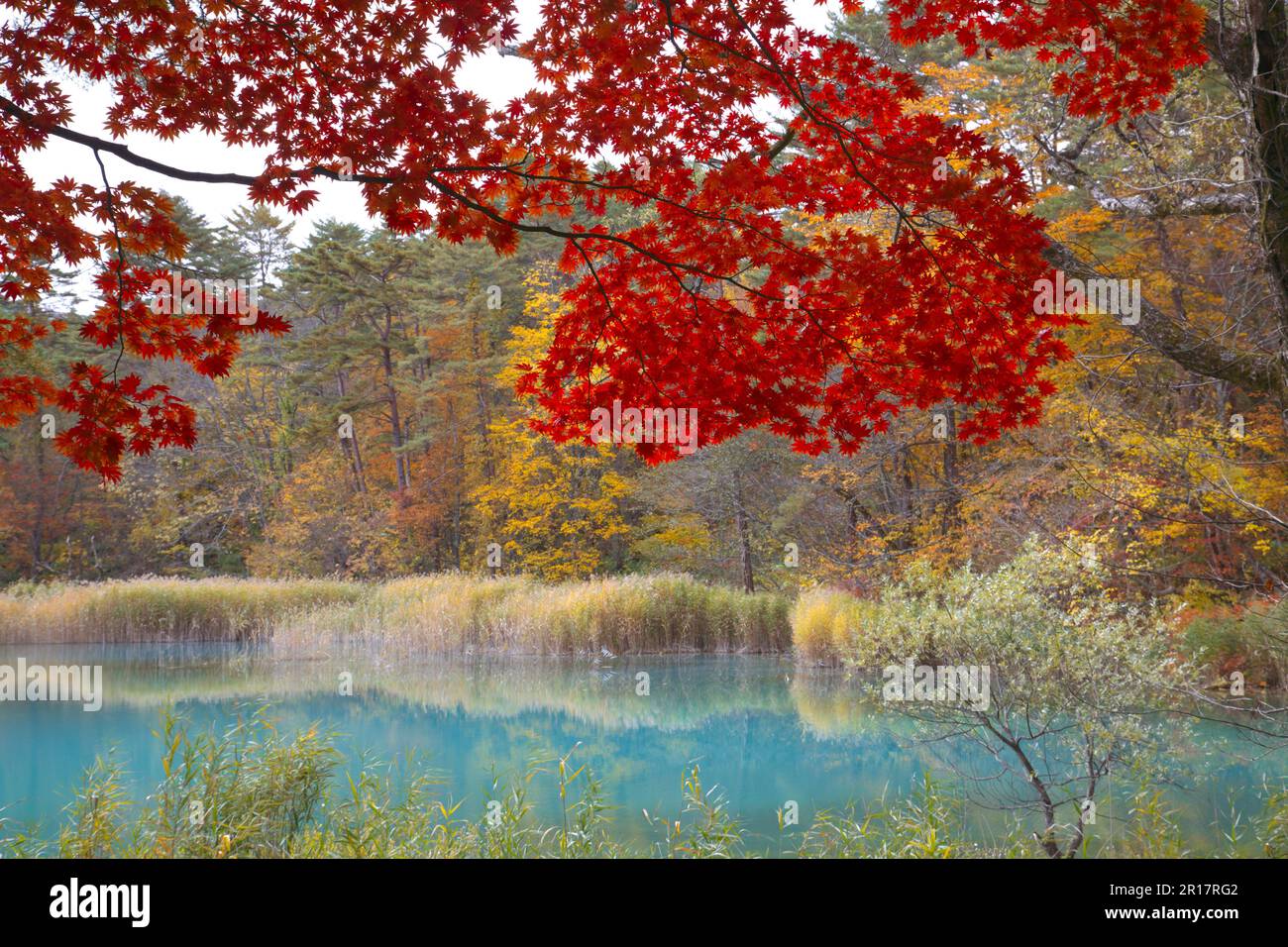 Swamp maple hi-res stock photography and images - Alamy