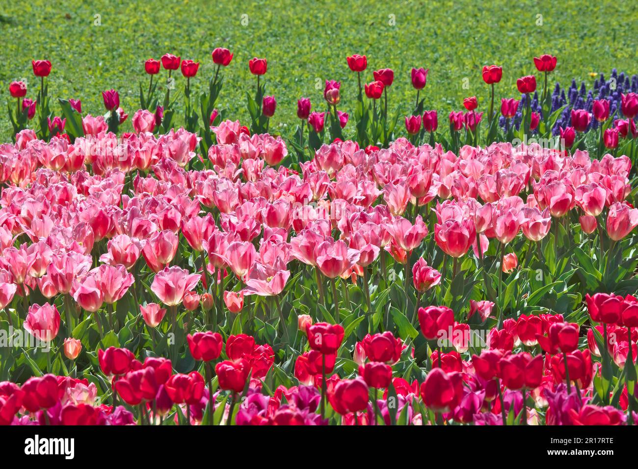 Tulip flower garden Stock Photo - Alamy