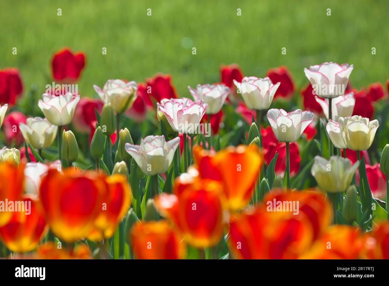 Tulip flower garden Stock Photo - Alamy