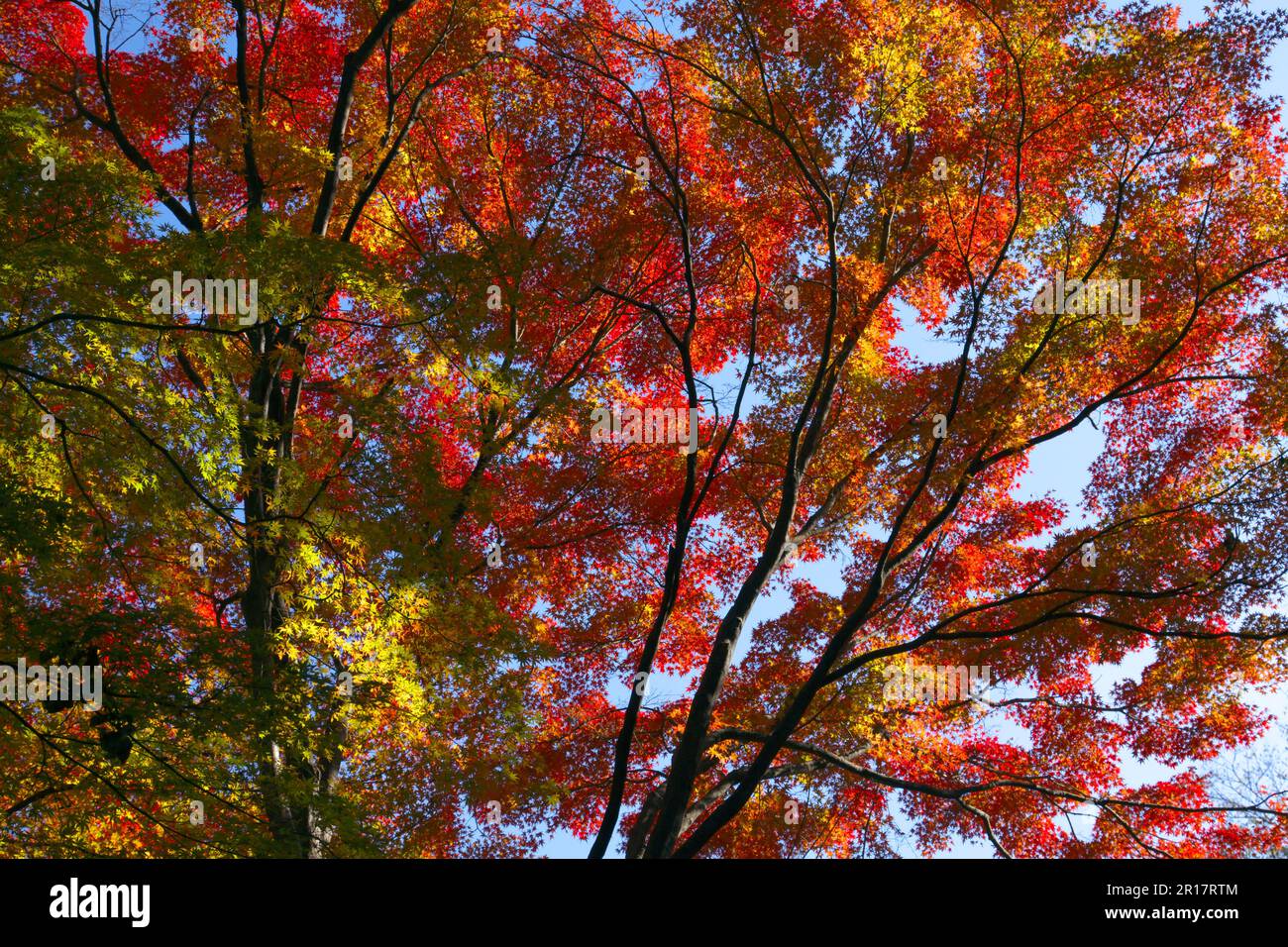 Maple autumn leaves Stock Photo - Alamy