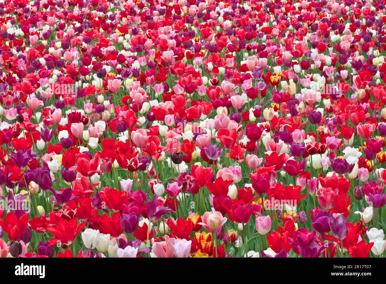 Tulip flower garden Stock Photo - Alamy