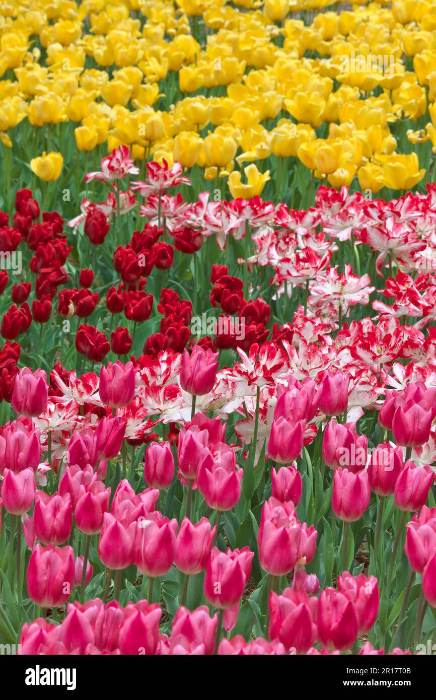 Tulip flower garden Stock Photo - Alamy