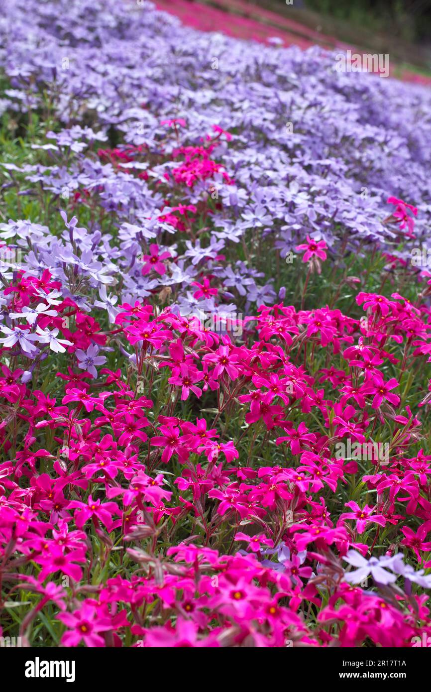 Pink flower april hi-res stock photography and images - Alamy