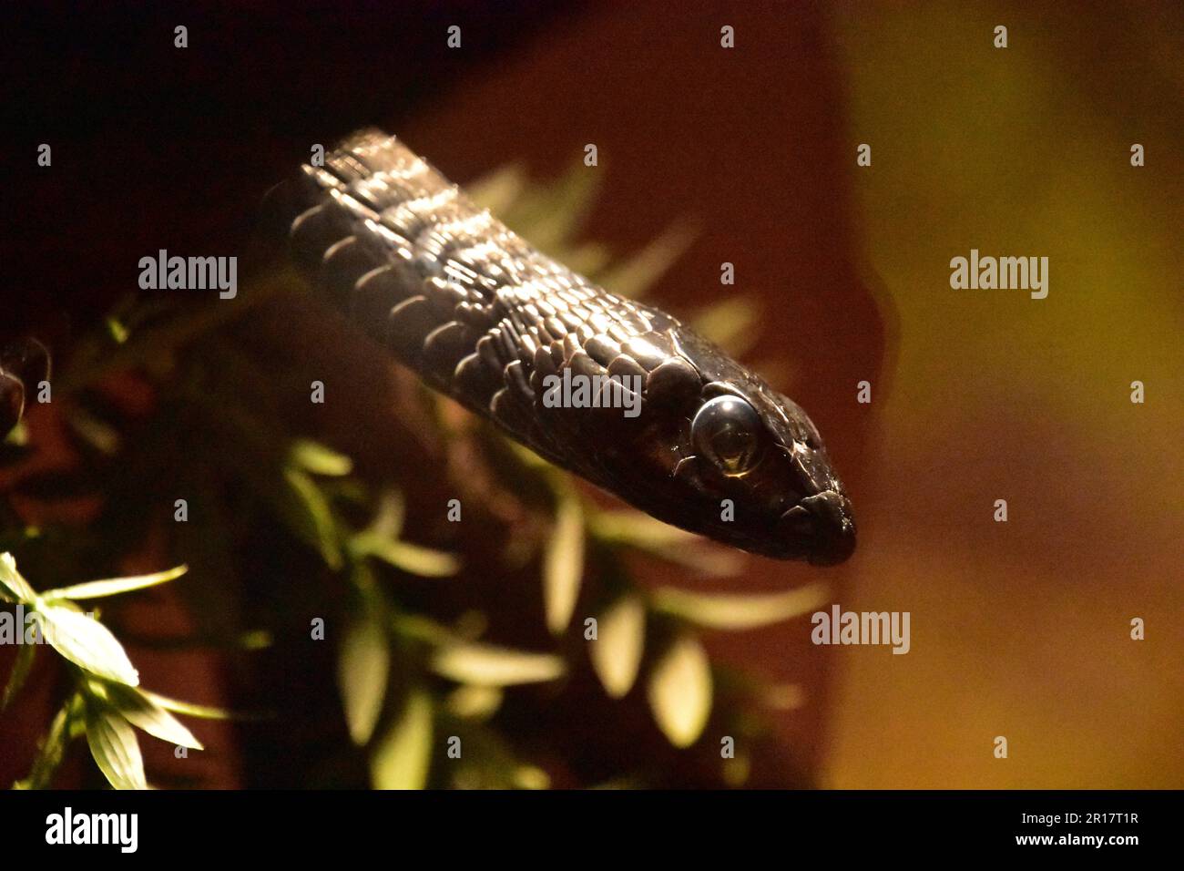Close up look ata boomslang snake coming out of a tree Stock Photo - Alamy
