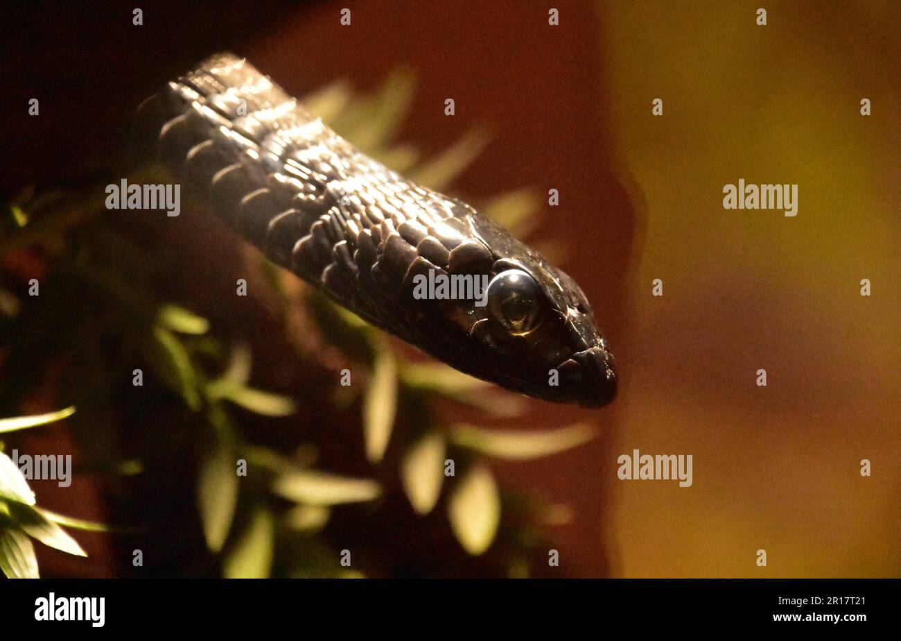 Direct look into the predatory eye of a black boomslang snake Stock ...