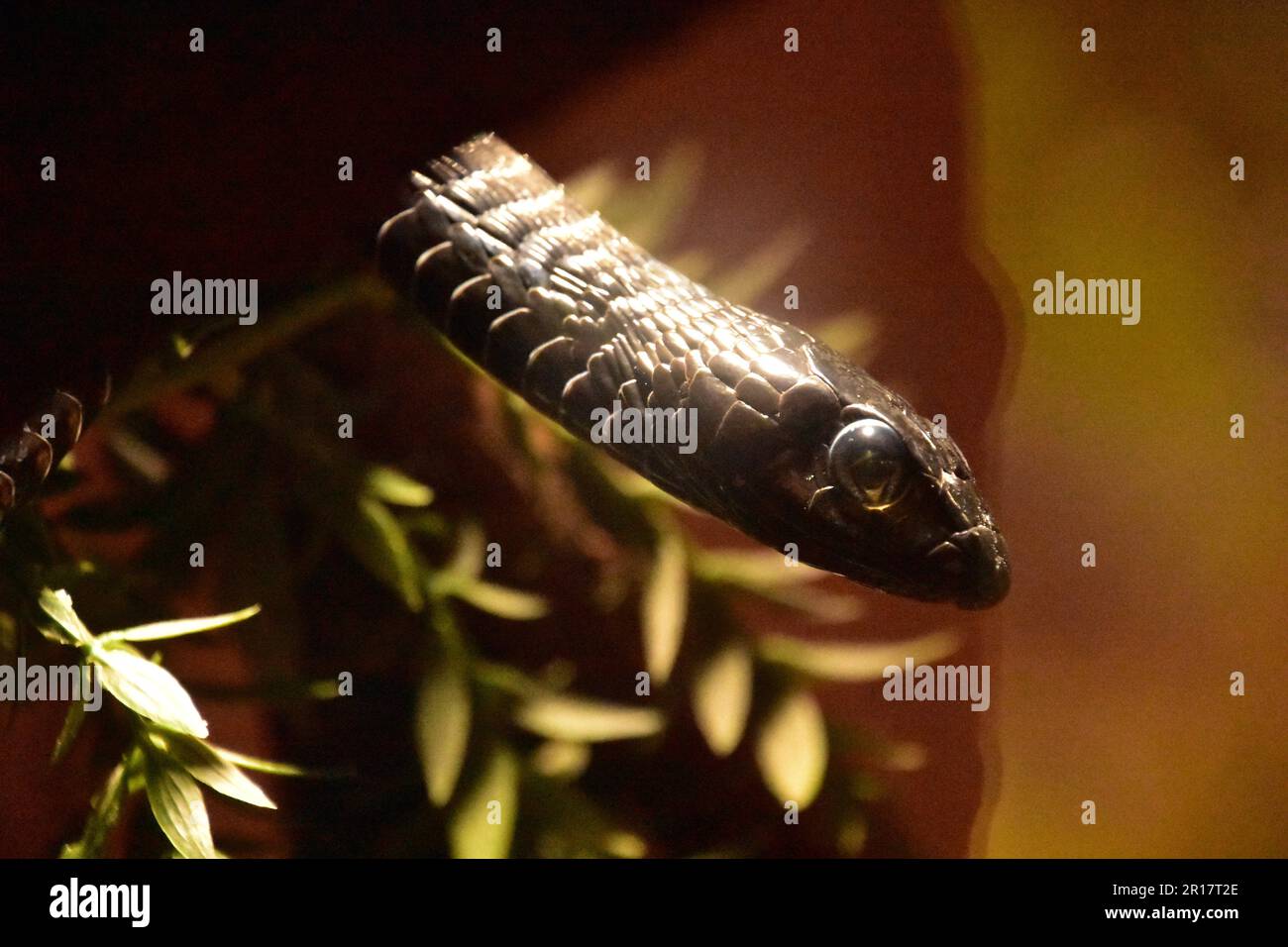 Scaley dangerous black snake known as a boomslang in a tree Stock Photo ...