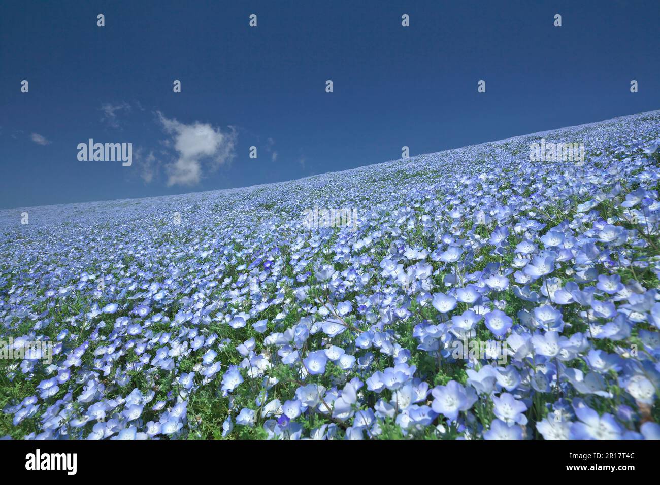 Flower garden of Nemophila Stock Photo - Alamy