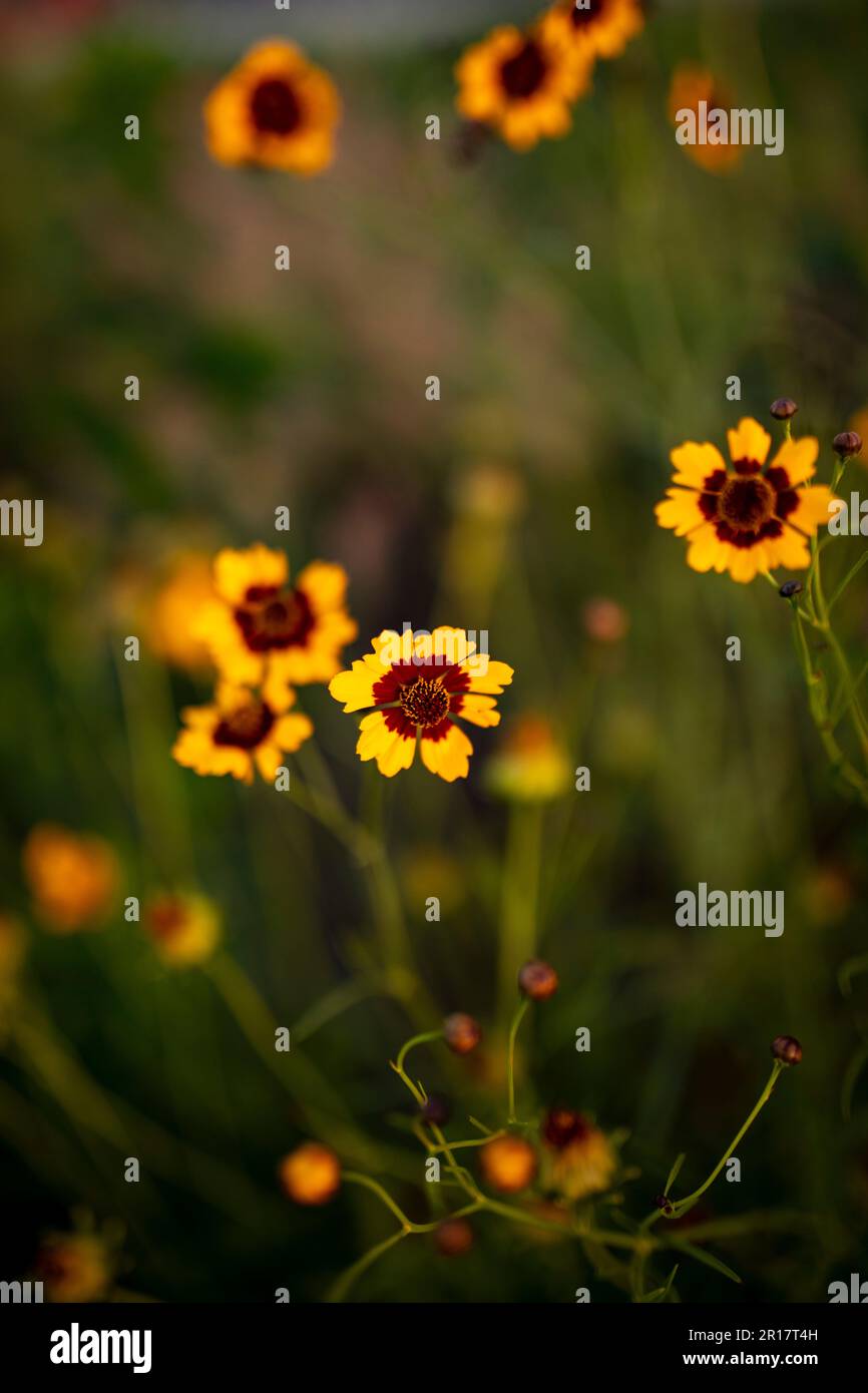 Indiana yellow hi-res stock photography and images - Alamy