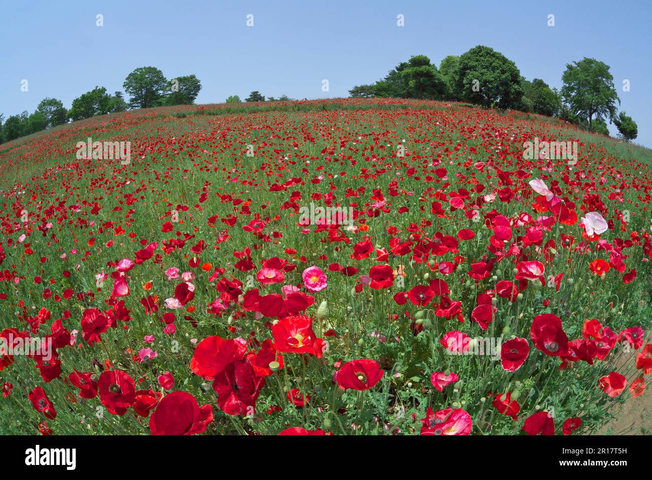 flower field of poppy Stock Photo - Alamy