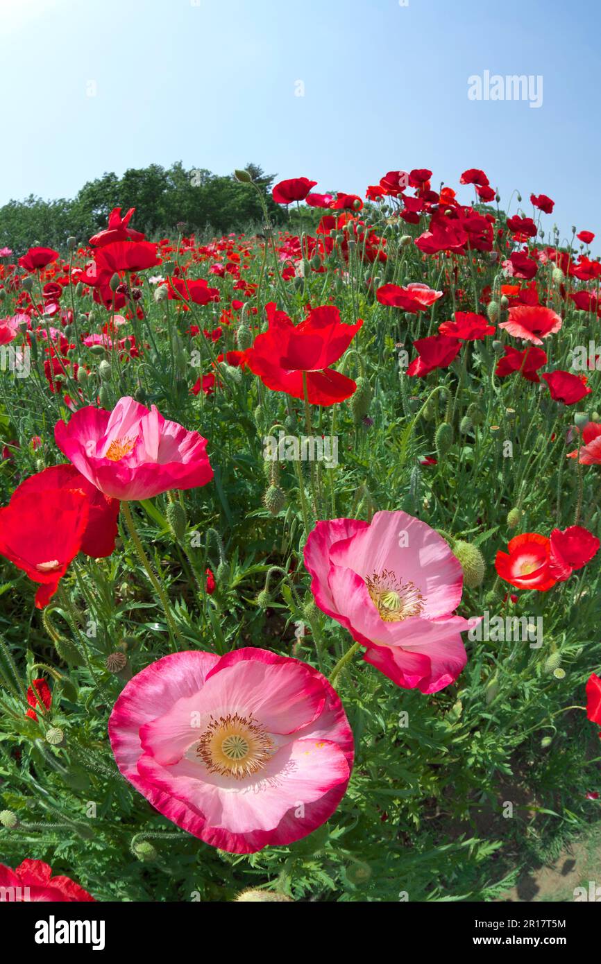 flower field of poppy Stock Photo - Alamy