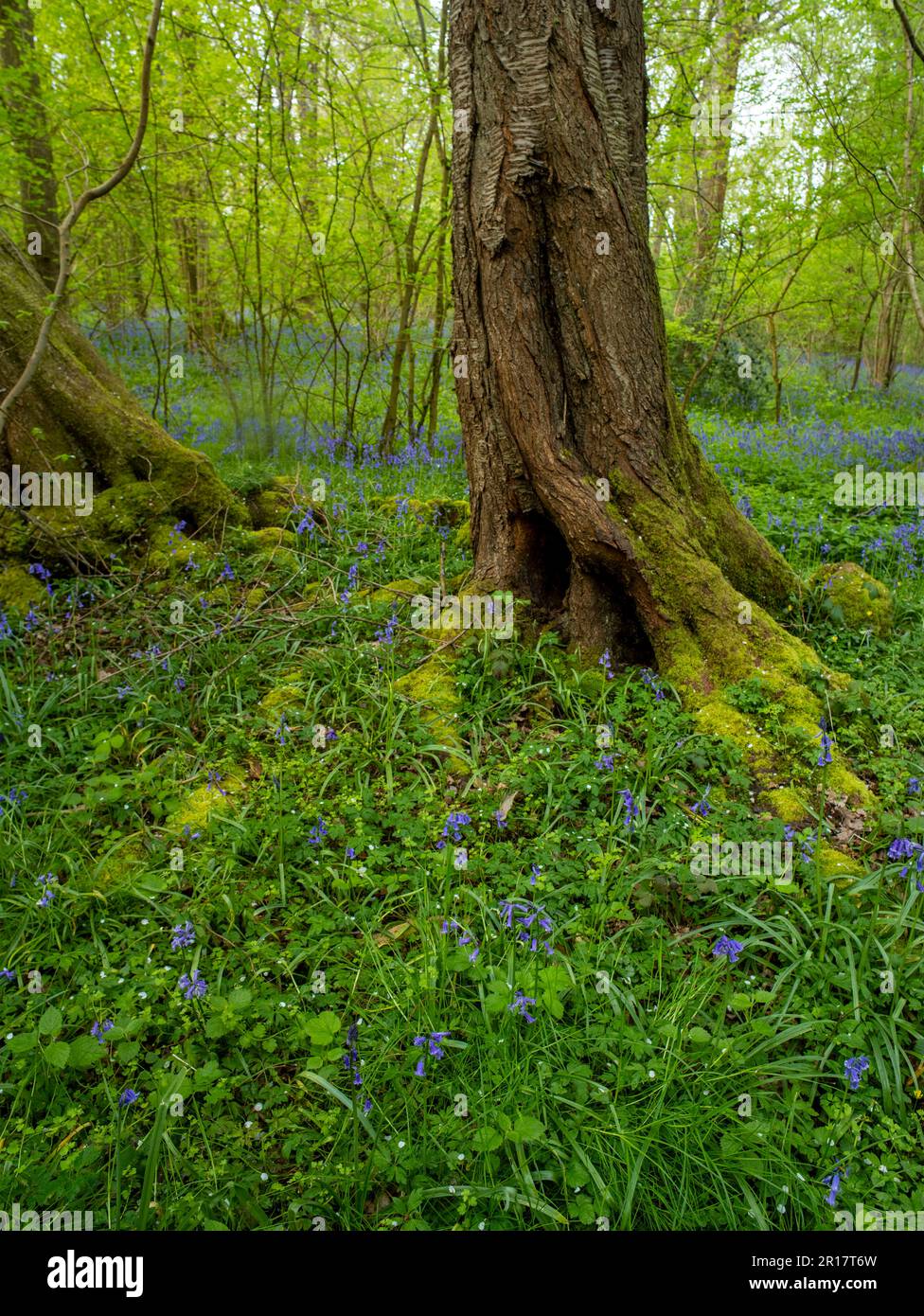Striking moody spring bluebell woodland in good sunshine Stock Photo ...