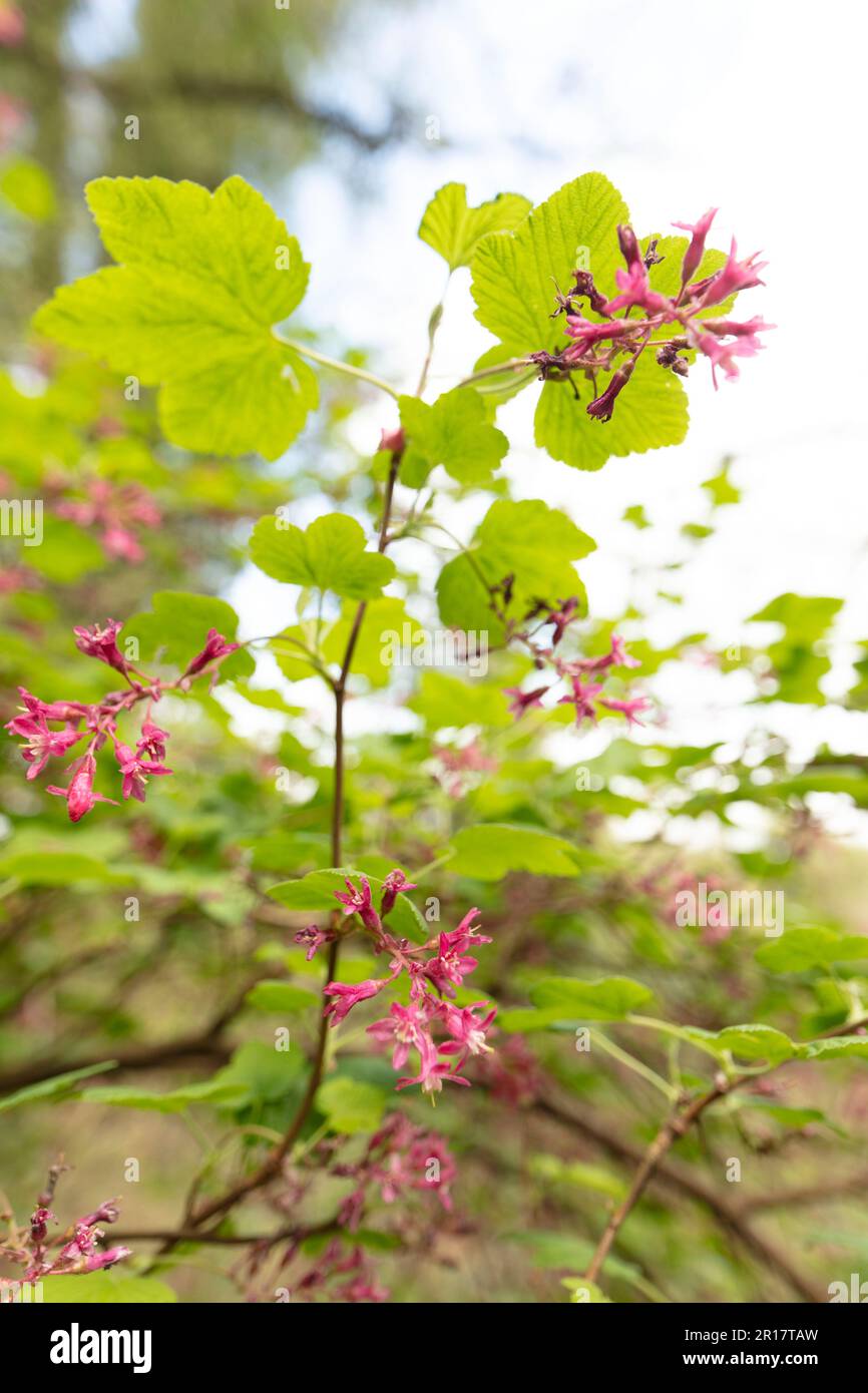 Natural close up garden flowering plant portrait of Ribes sanguineum ...