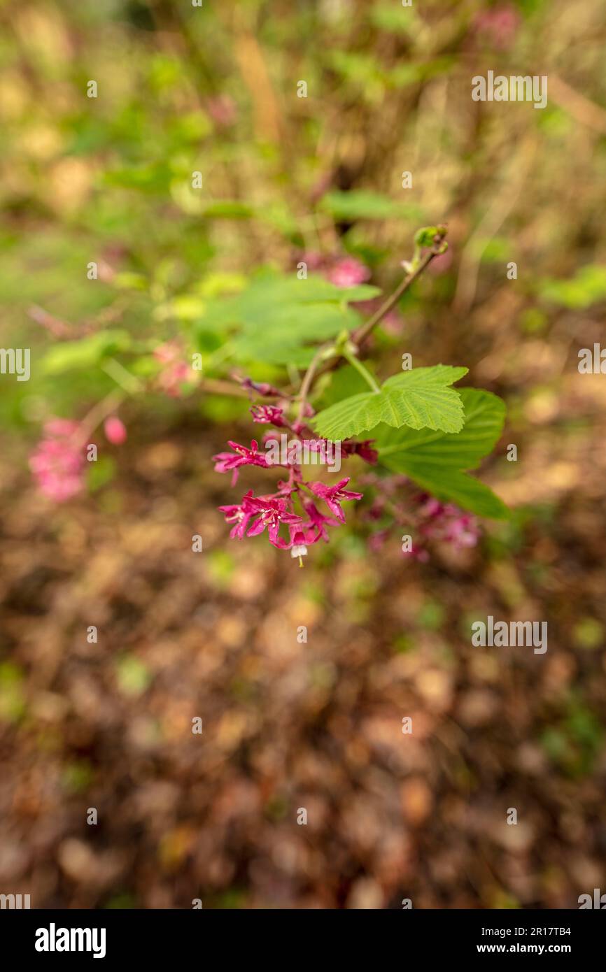 Natural close up garden flowering plant portrait of Ribes sanguineum ...
