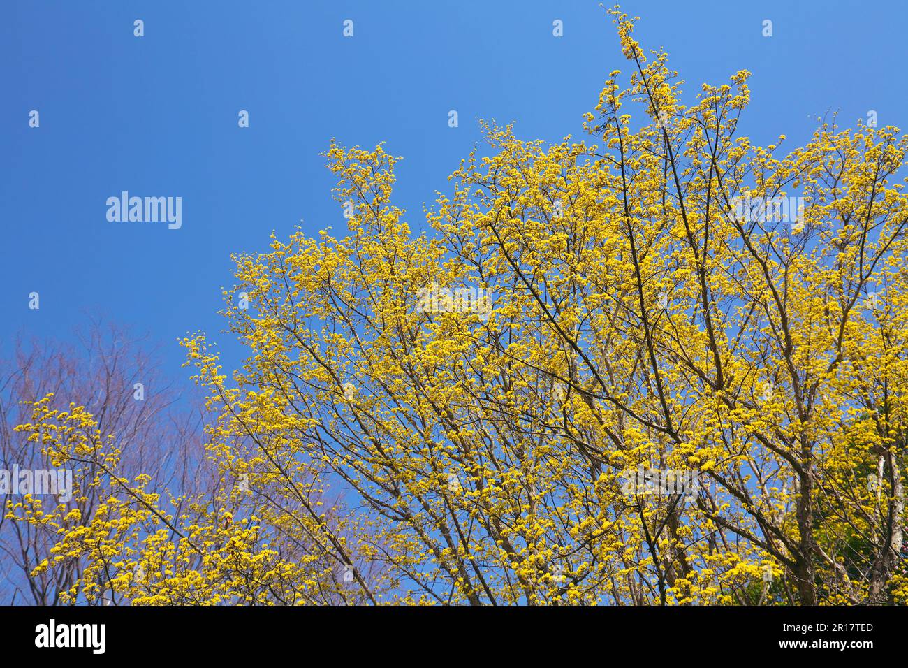 The flower of Cornus officinalis Sieb. et Zucc Stock Photo - Alamy