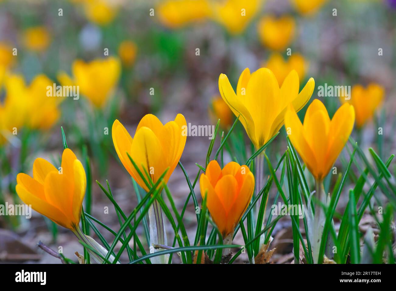 Crocus yellow hi-res stock photography and images - Alamy