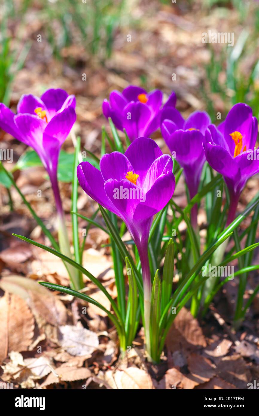 Japan spring flower crocus hi-res stock photography and images - Alamy