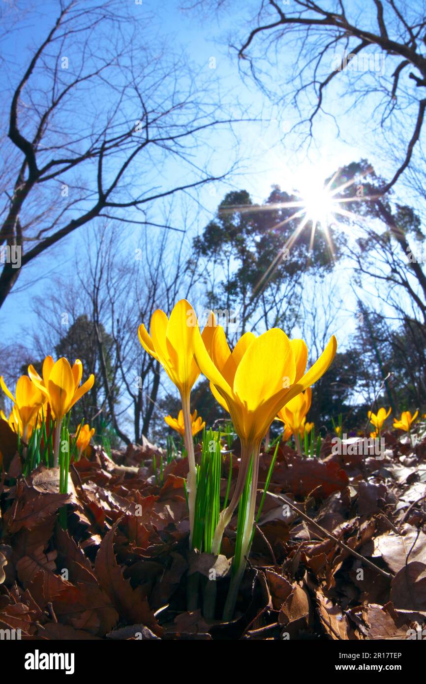 Japan spring flower crocus hi-res stock photography and images - Alamy