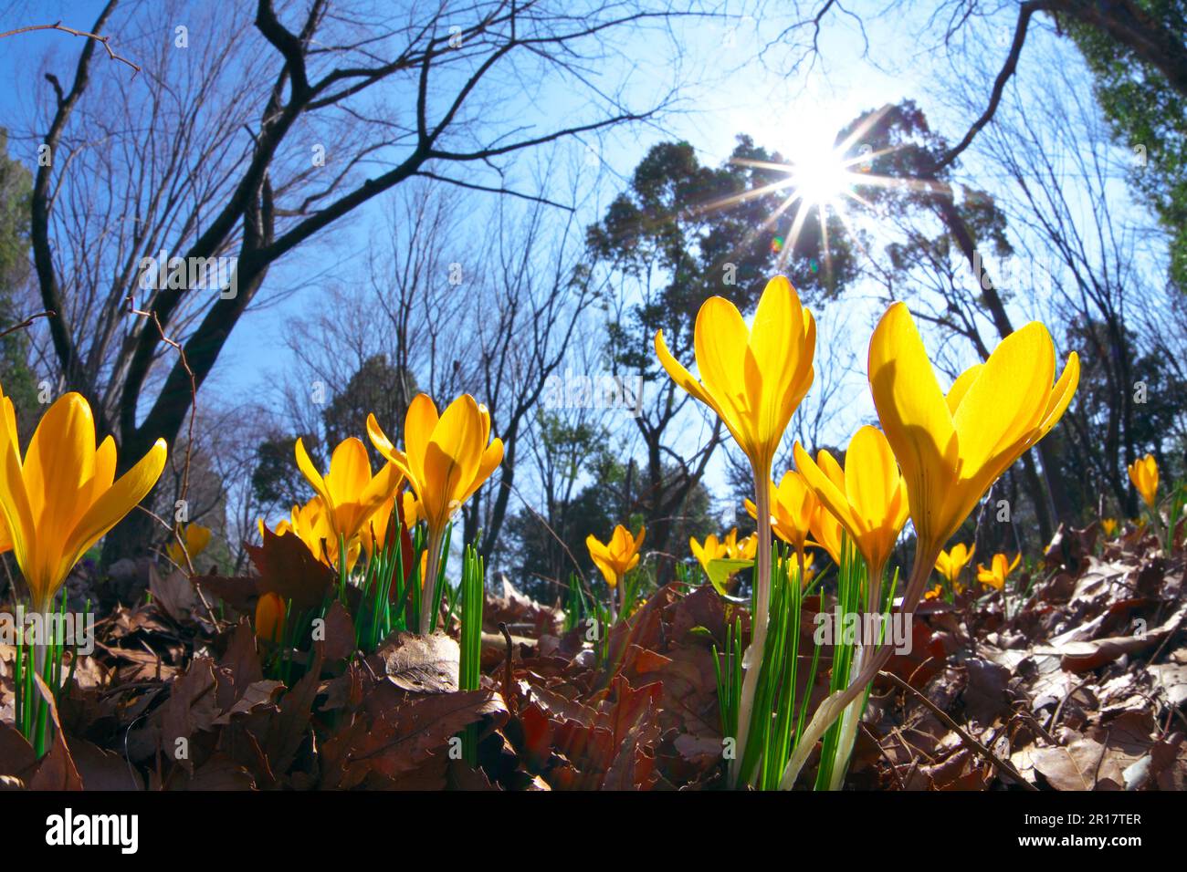 Japan spring flower crocus hi-res stock photography and images - Alamy