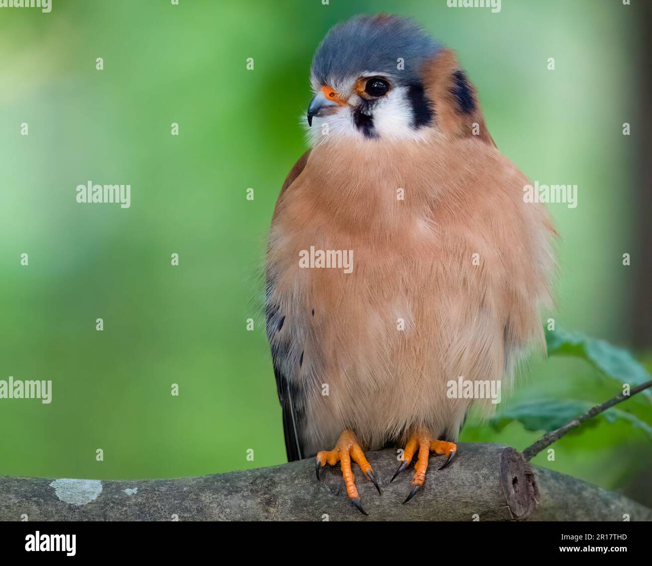 American kestrel perching hi-res stock photography and images - Alamy