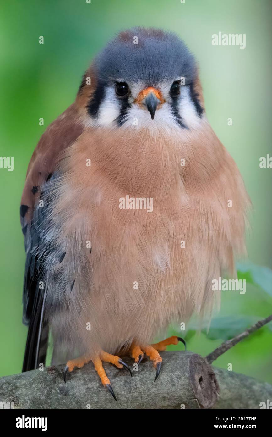 American kestrel on branch hi-res stock photography and images - Alamy