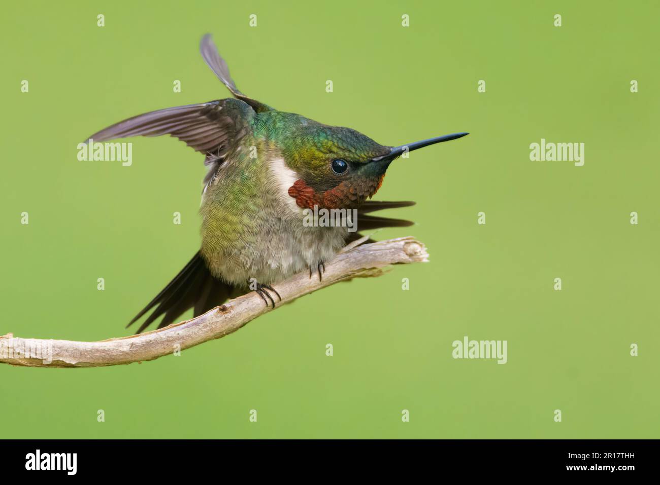 A Ruby-throated Hummingbird Stretching his Wings Stock Photo - Alamy