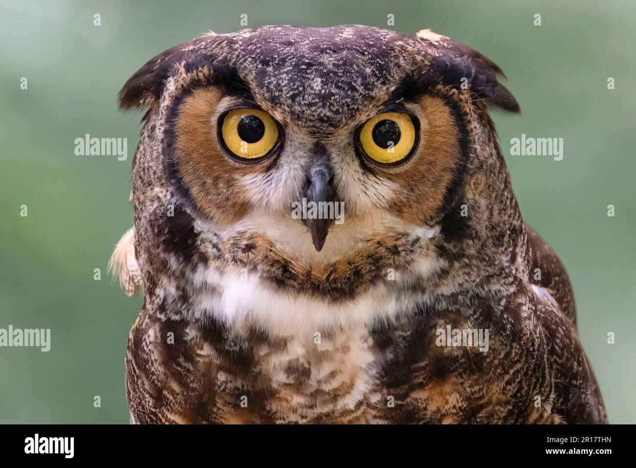 Beautiful great horned owl hi-res stock photography and images - Alamy