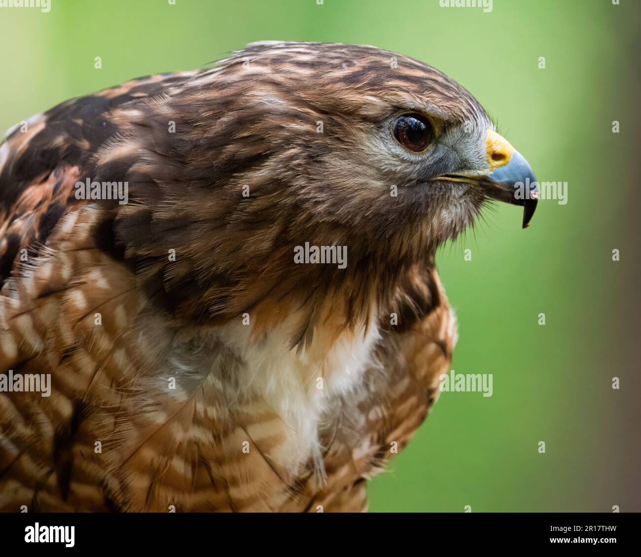 Raptors profile hi-res stock photography and images - Alamy