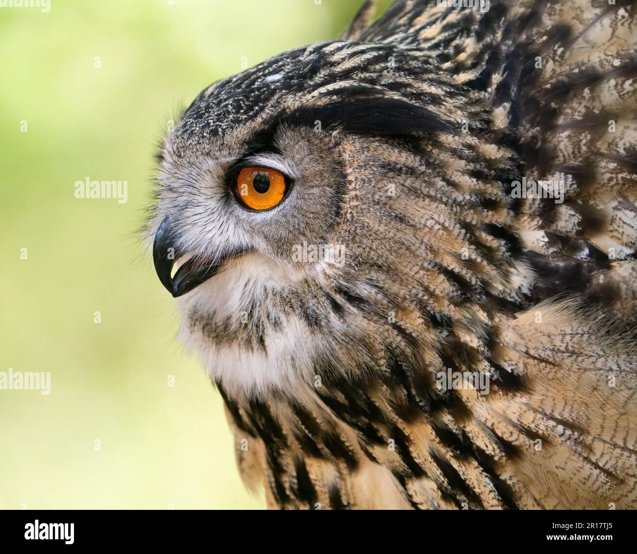 Owl with fluffed up feathers hi-res stock photography and images - Alamy