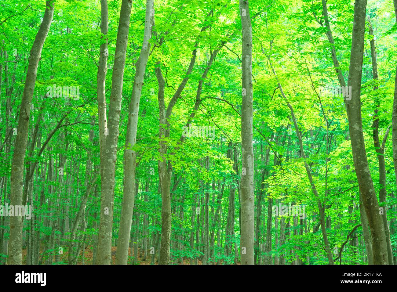 Side beech hi-res stock photography and images - Alamy