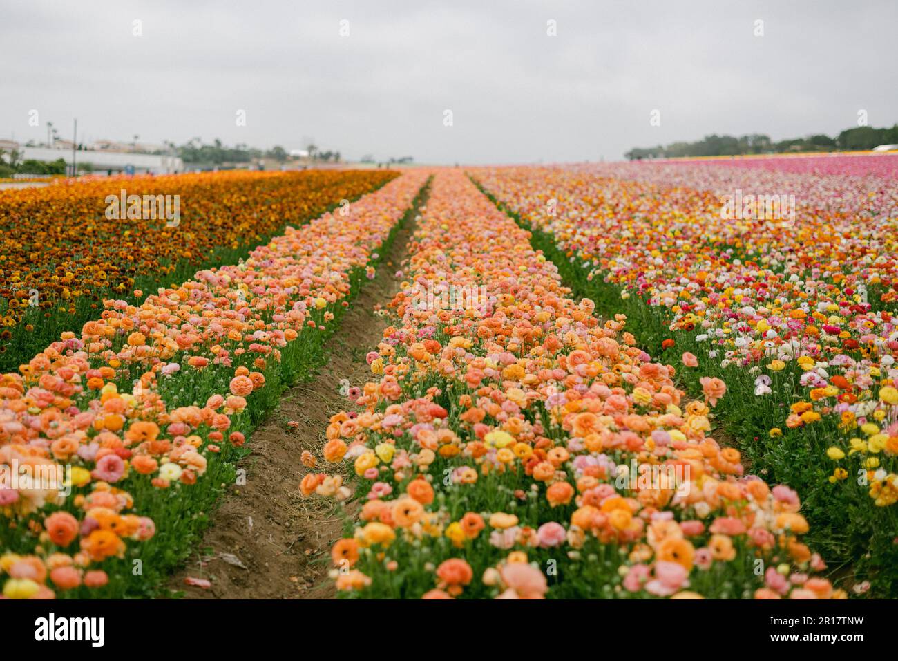 Fresh ranunculus hi-res stock photography and images - Alamy