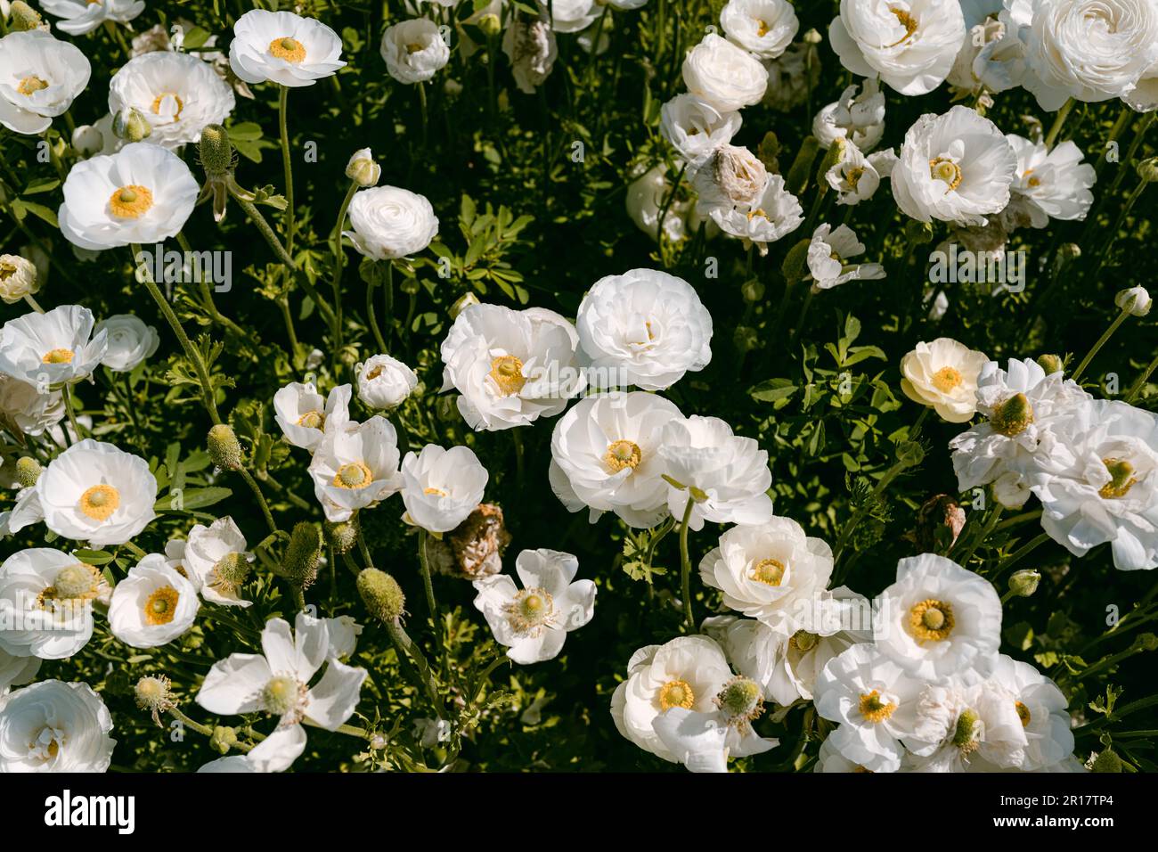 Spring flower fields in California Stock Photo - Alamy