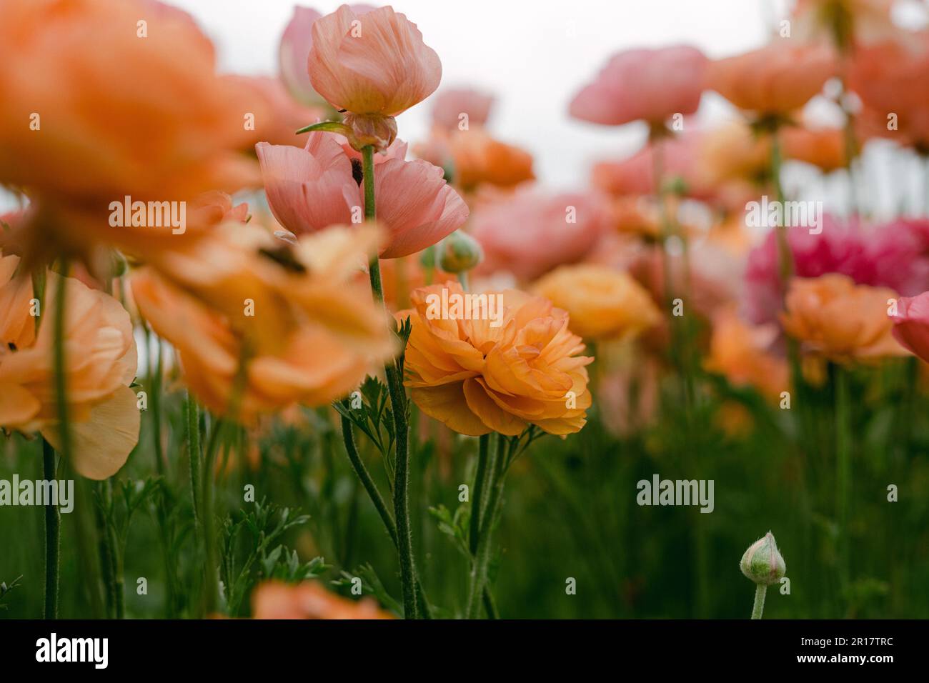 Pink and peach colored flower fields Stock Photo - Alamy