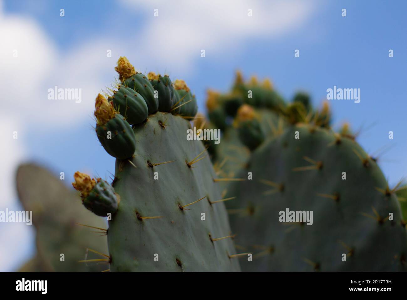Angel wing cactus with blue sky and blurred background Stock Photo - Alamy