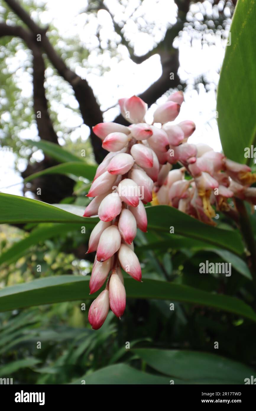 Closed blossoms of shell ginger (Alpinia zerumbet) in close-up Stock ...