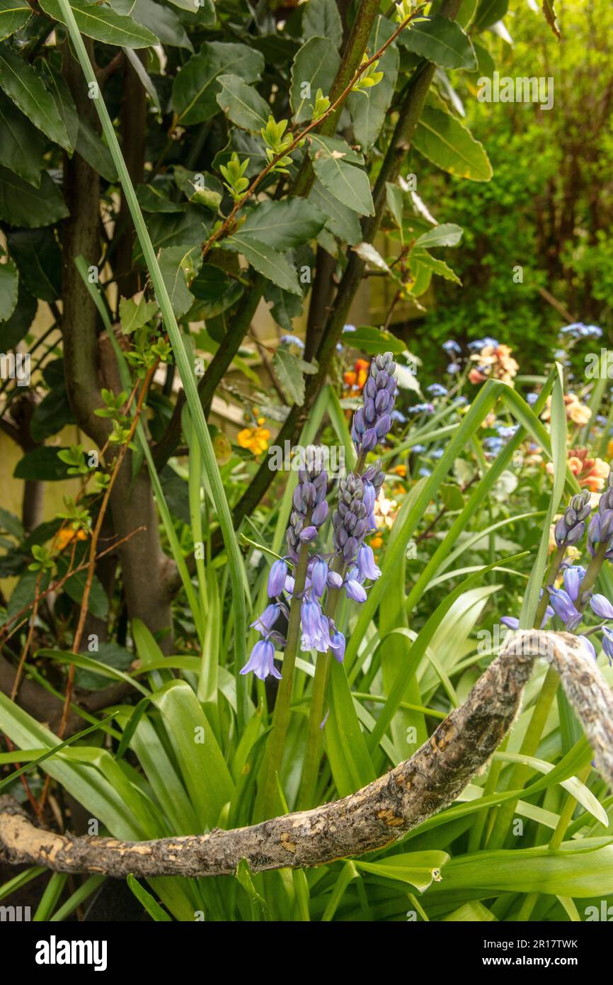 Close up natural flowering plant portrait of Spanish bluebell ...