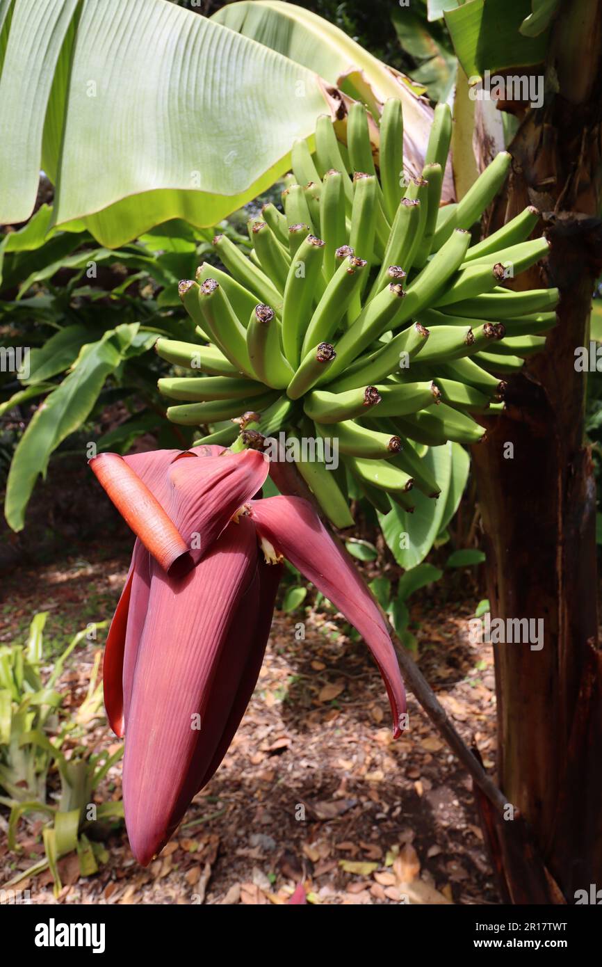 Botanical stalk hi-res stock photography and images - Alamy