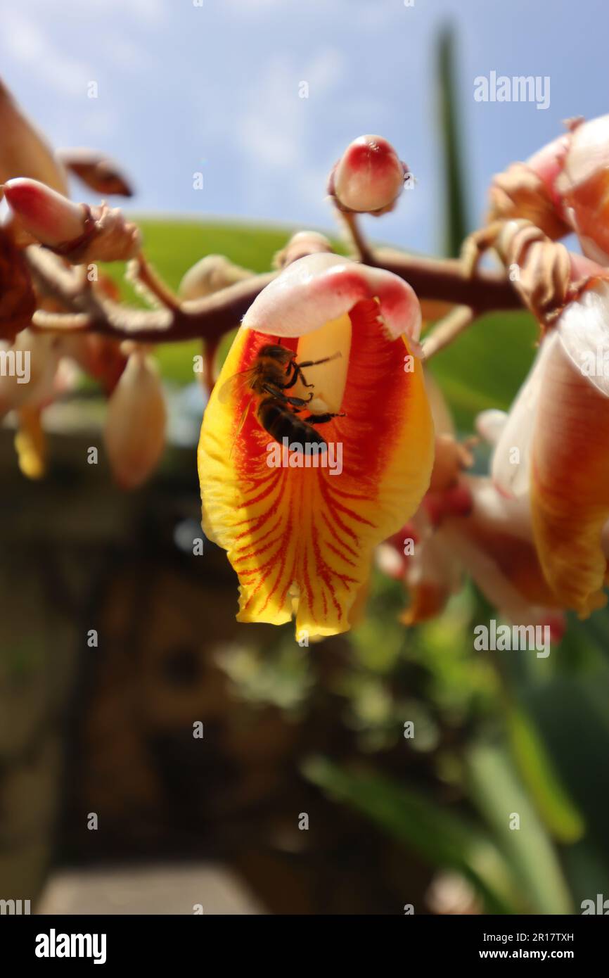 Bee inside a flower of the shell ginger (Alpinia zerumbet) close-up ...