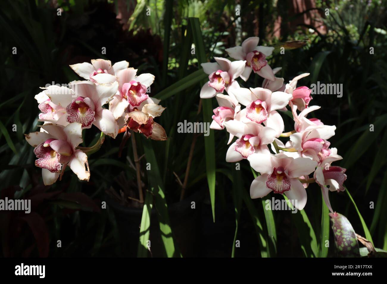Flowering orchids in white and pink Stock Photo - Alamy