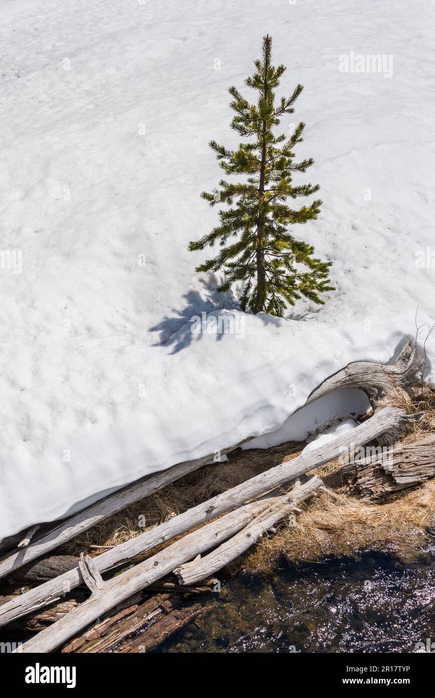 Small and lonely pine tree on a floor completely covered with sn Stock ...