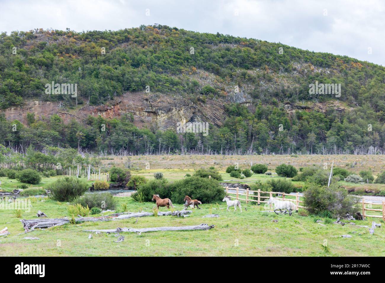 Caballos del mundo hi-res stock photography and images - Alamy