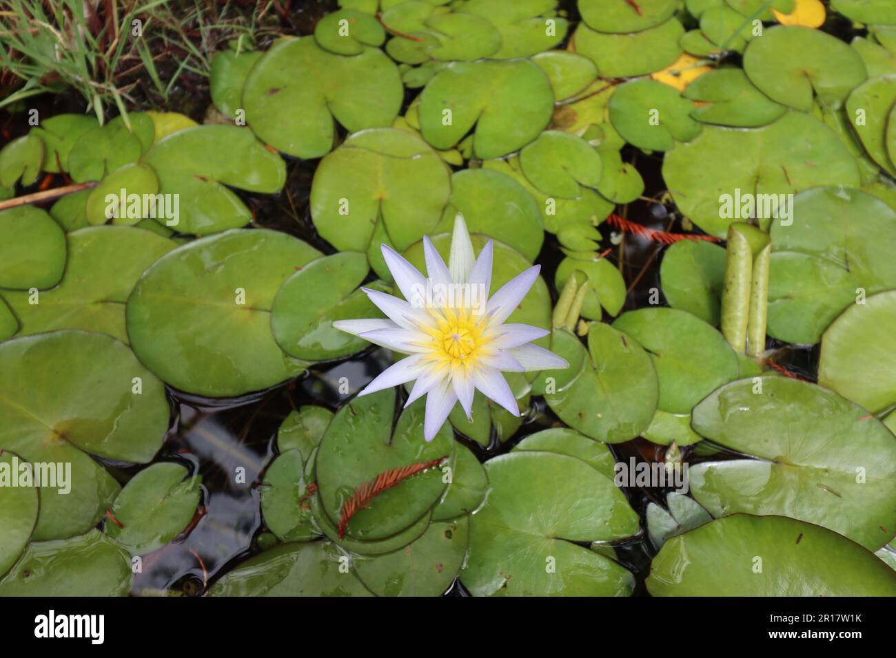 Single waterlily hi-res stock photography and images - Alamy