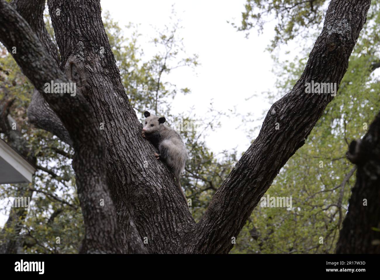 Possum climbing high in oak tree Stock Photo - Alamy