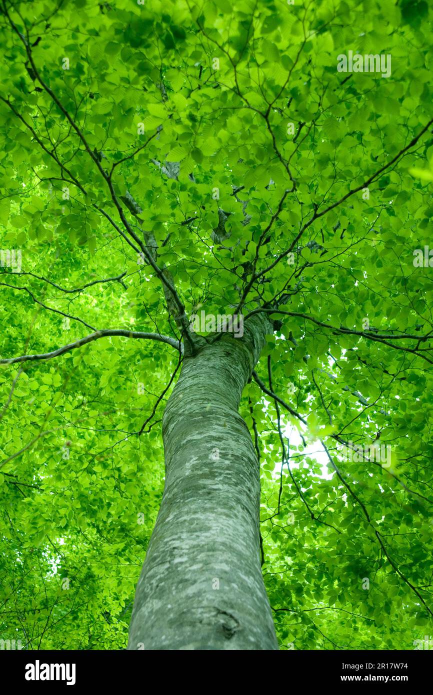 Grove of spring beech trees hi-res stock photography and images - Alamy